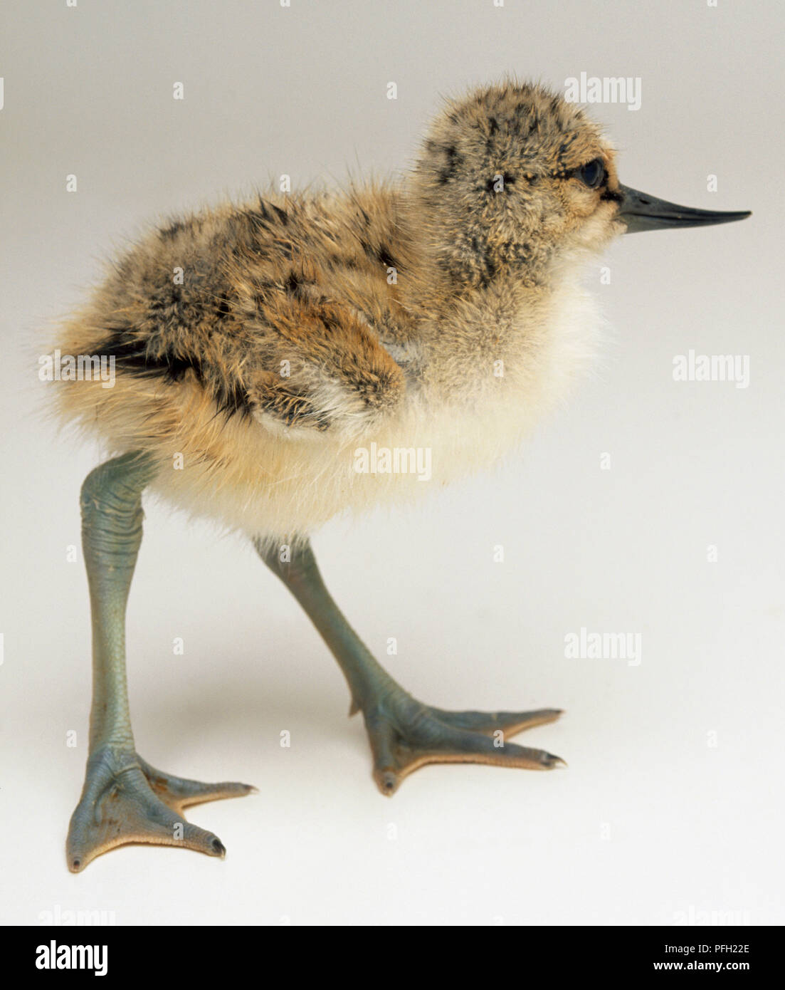 Overhead front view a three-to-four day old Pied Avocet chick Stock ...