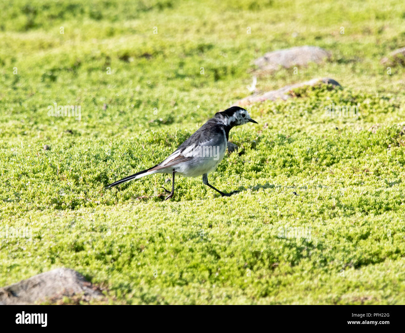 Pied wagtail uk flying hi-res stock photography and images - Alamy