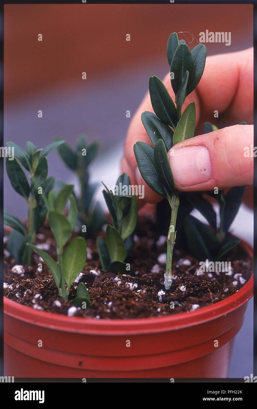 Plant cutting being inserted into compost pot, close up Stock Photo - Alamy