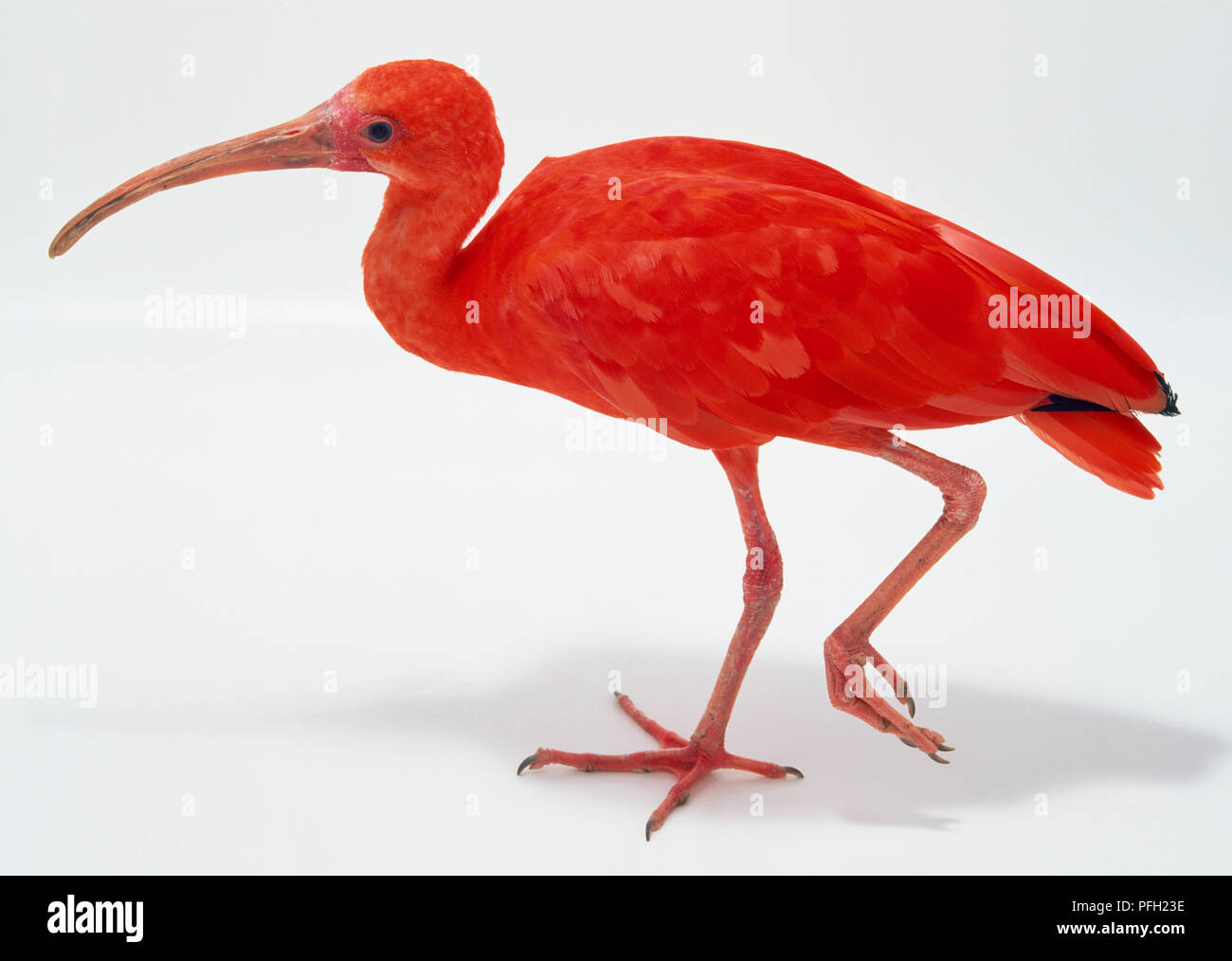 Side view of a Scarlet Ibis, walking, and displaying its long, thin ...