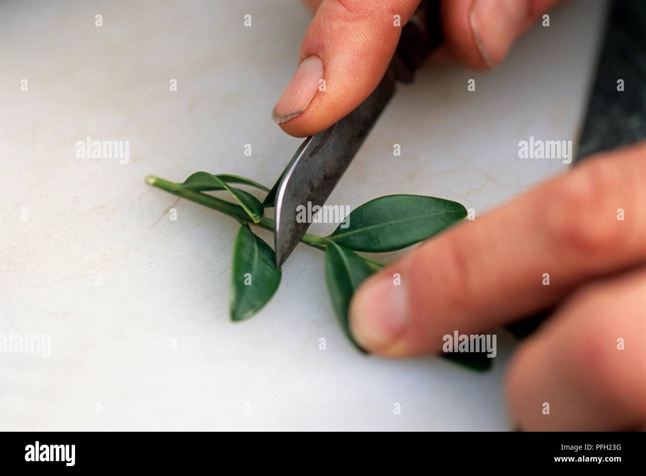 Semi ripe cuttings hi-res stock photography and images - Alamy