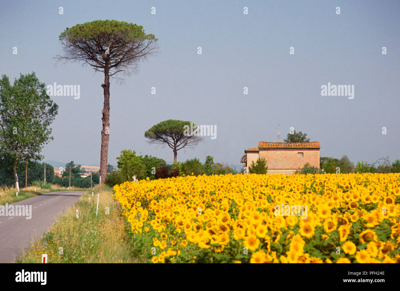 Italy, Tuscany, field of sunflowers in high summer, tall trees and ...