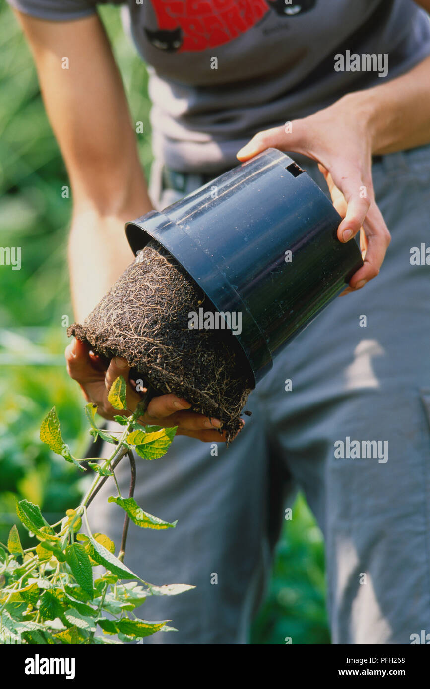 Transferring soil hi-res stock photography and images - Alamy