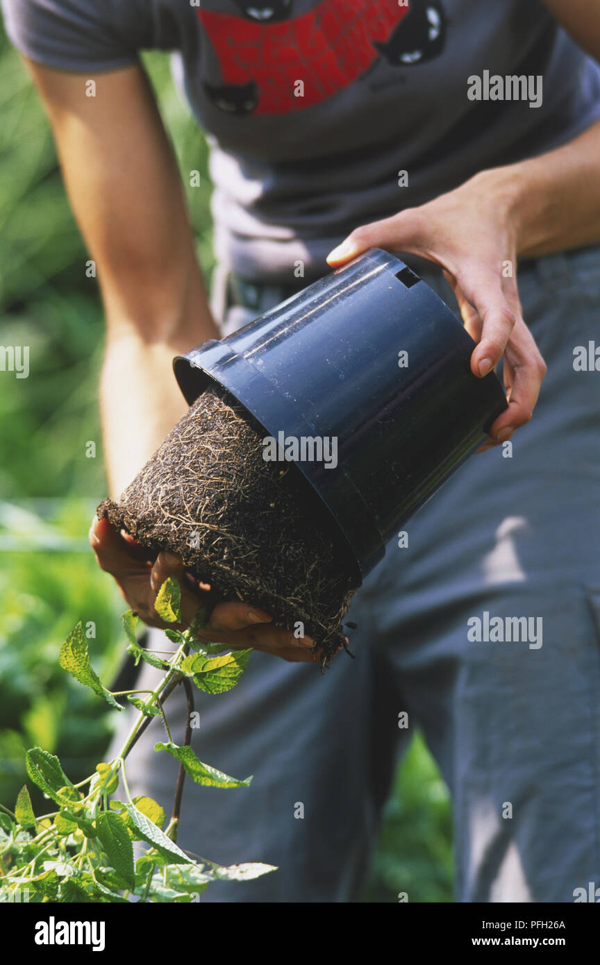 Plant being tipped out of plastic flower pot, side view Stock Photo - Alamy