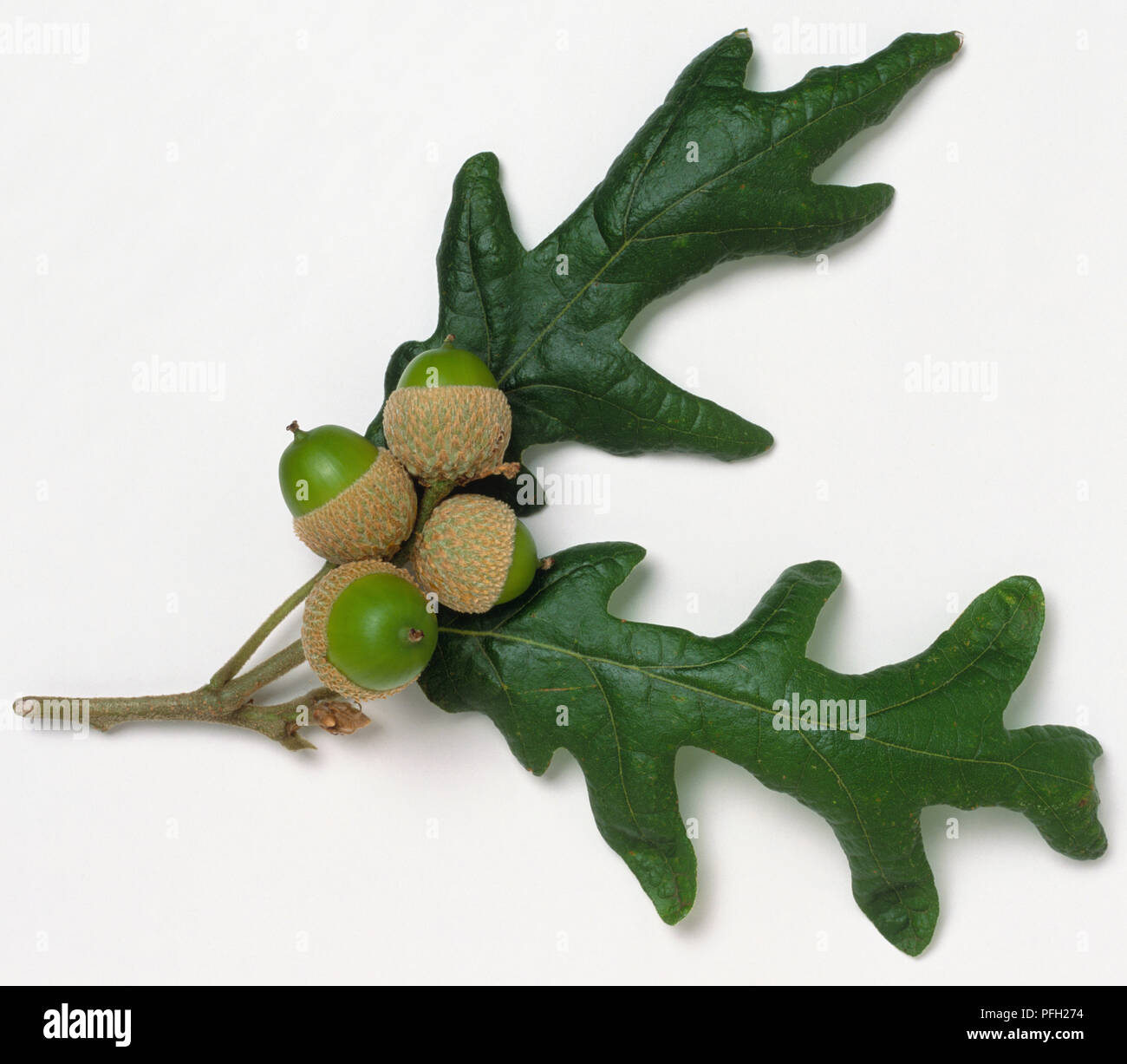 Fagaceae, Quercus pyrenaica, Pyrenean Oak, pale grey branch with glossy ...