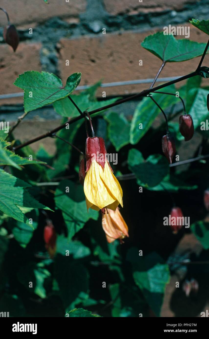 Abutilon 'Kentish Belle', flower with apricot-yellow flower and lobed ...