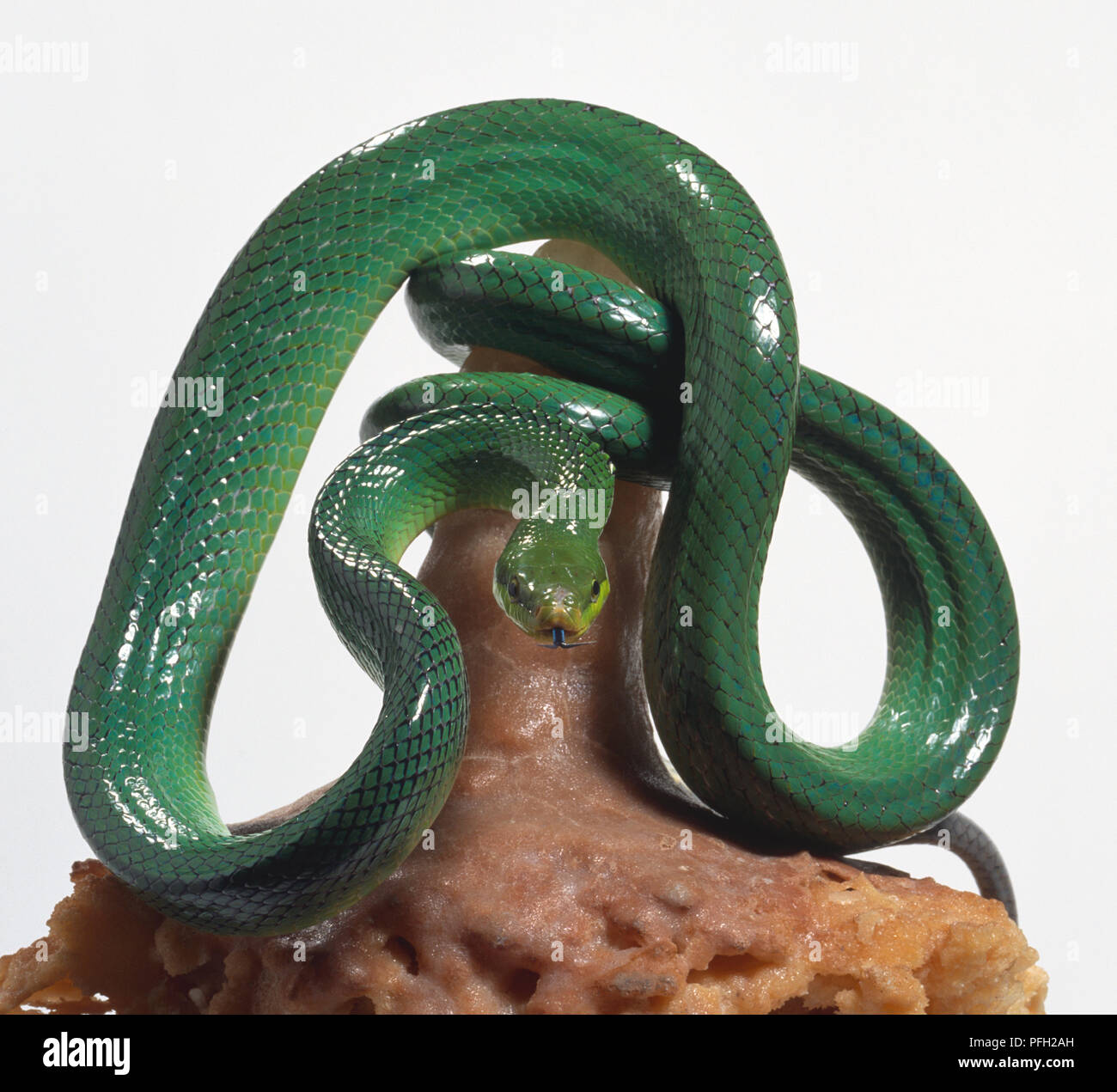 Cave racer snakes hi-res stock photography and images - Alamy