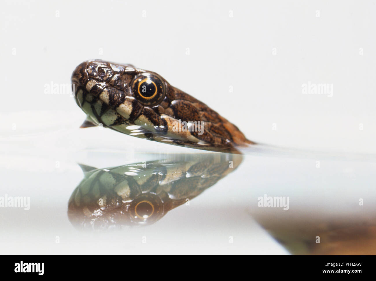 Viperine water snake, mottled colouring, large eyes, two nostrils at ...