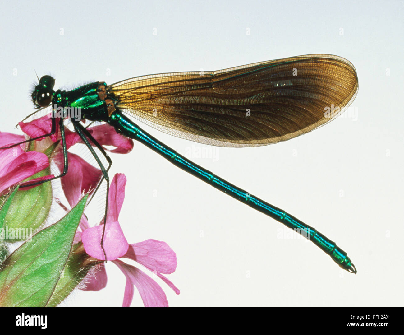 Damselfly, large compound eyes, segmented abdomen, strong claspers at ...
