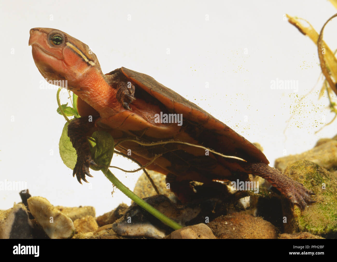 Box turtle head hi-res stock photography and images - Alamy