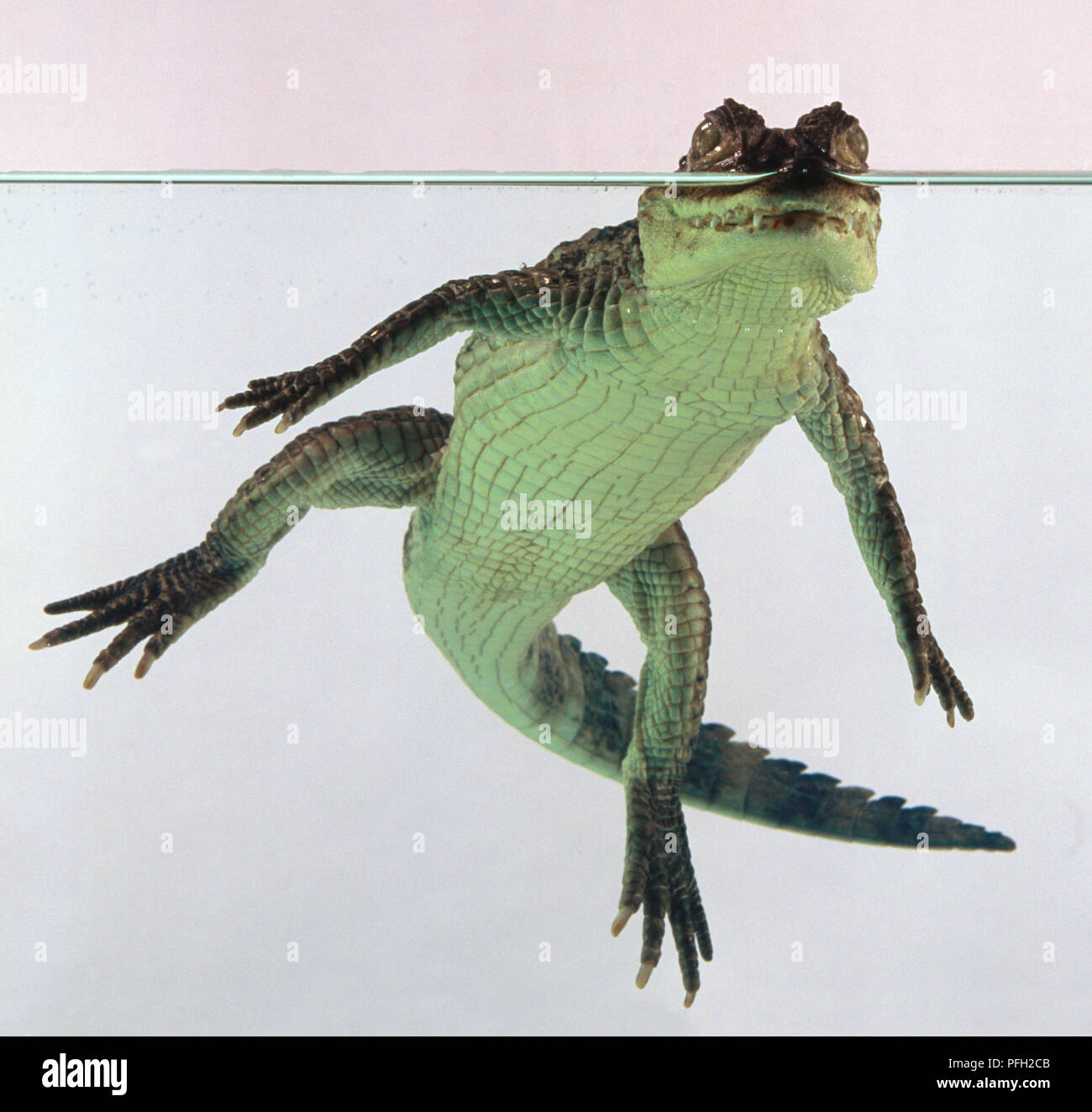 Caiman, young, tough skin, flattened muscular tail, legs attached to ...