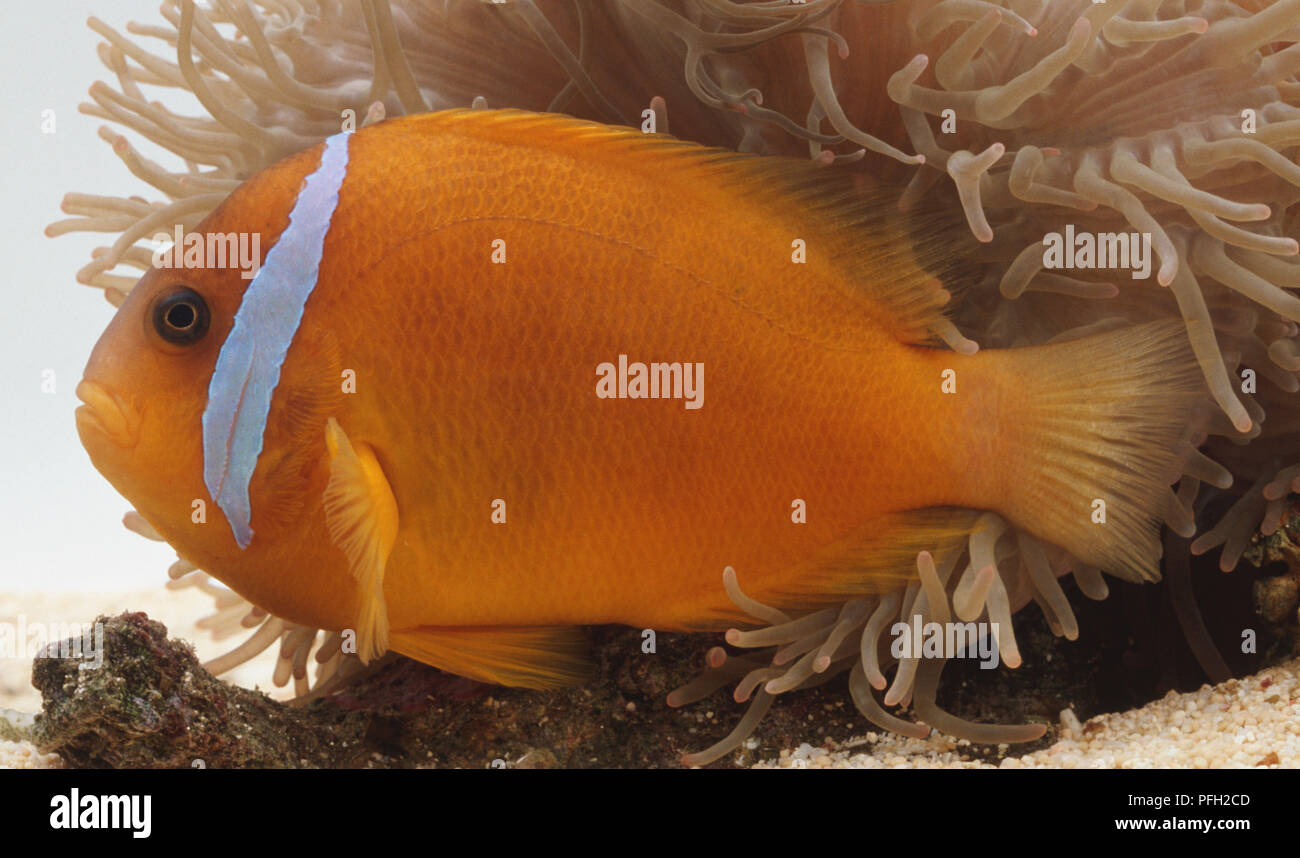 Amphipiron, Clownfish, mucus-covered gold body with distinctive white ...