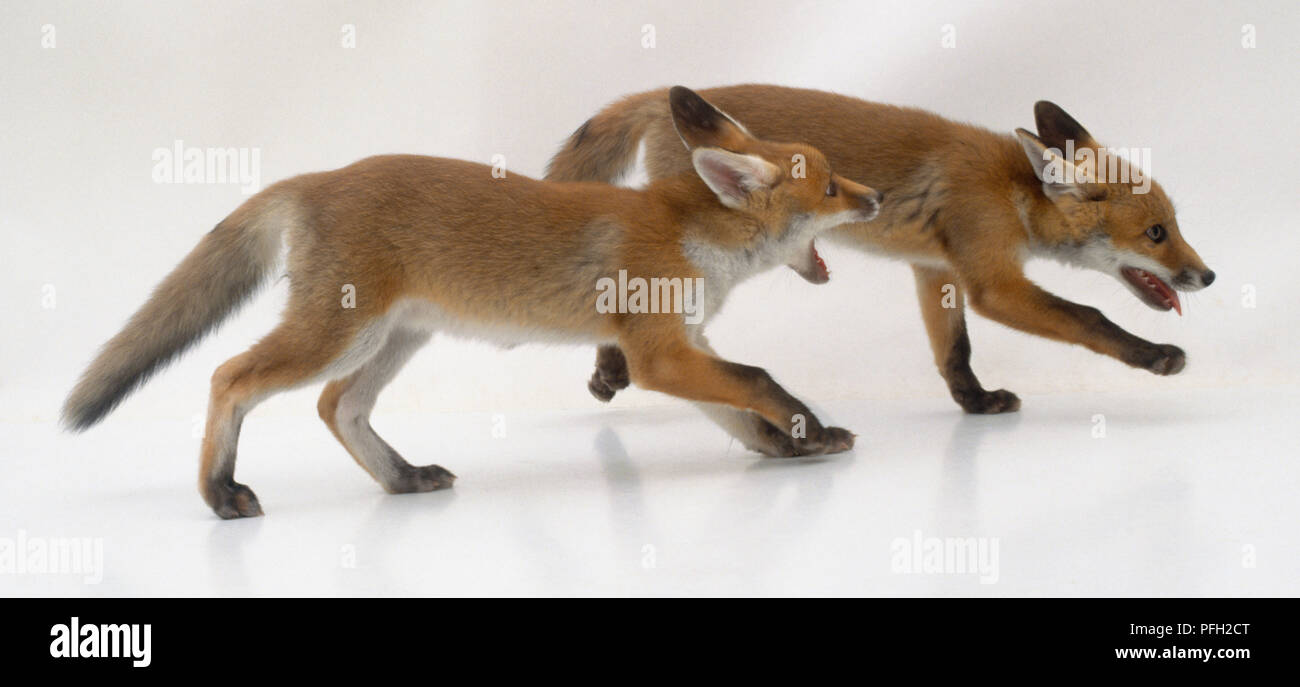 Vulpes vulpes, red fox, family canidae, side view of two ten week old ...