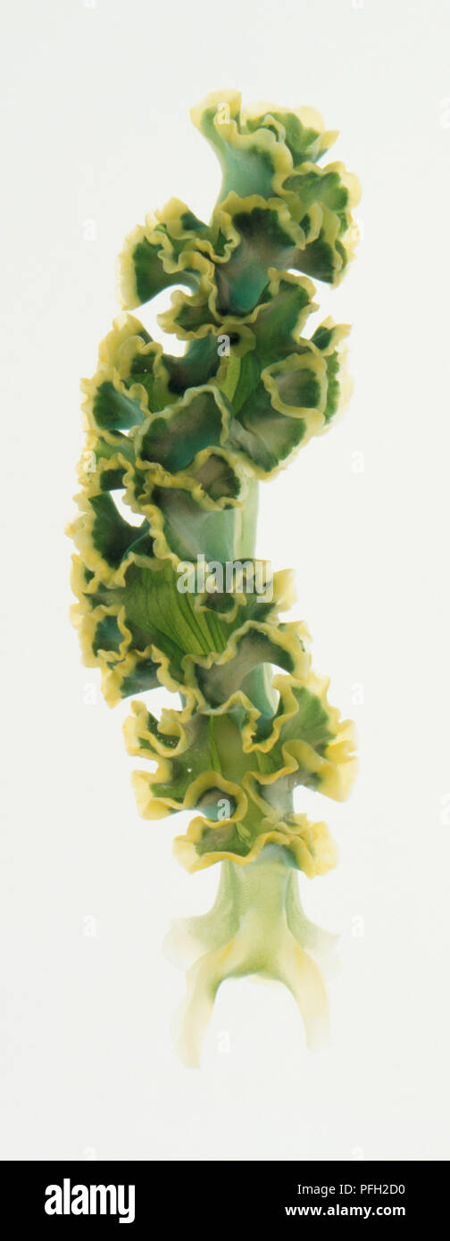 Sea Slug with large slimy foot, frilly yellow edge for breathing and ...