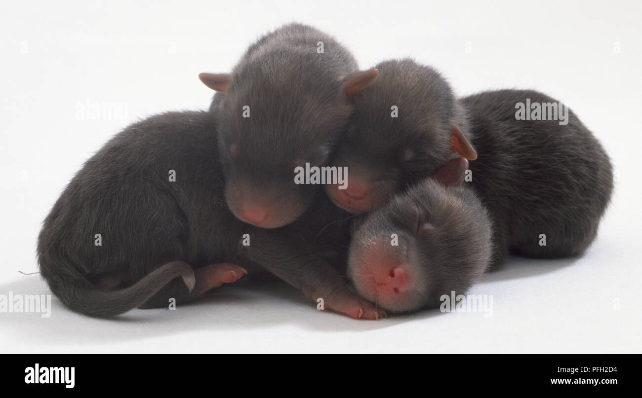 Vulpes vulpes, red fox, family canidae, front view of three new born ...