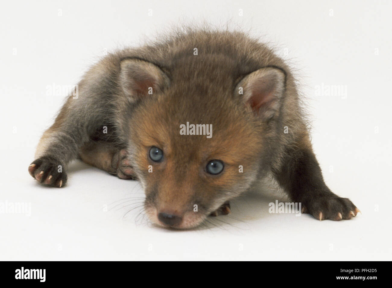 Vulpes vulpes, red fox, family canidae, front view of one month old fox ...