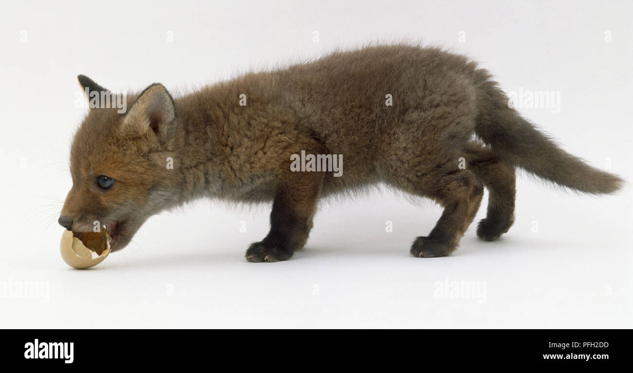 Vulpes vulpes, red fox, family canidae, side view of a six week old cub ...