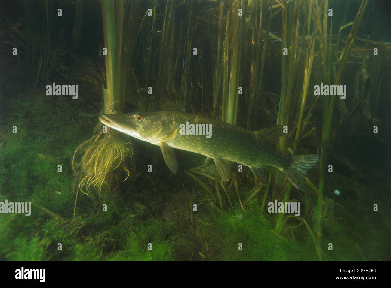 Underwater image of a long thin pike fish with a pronounced mouth in ...