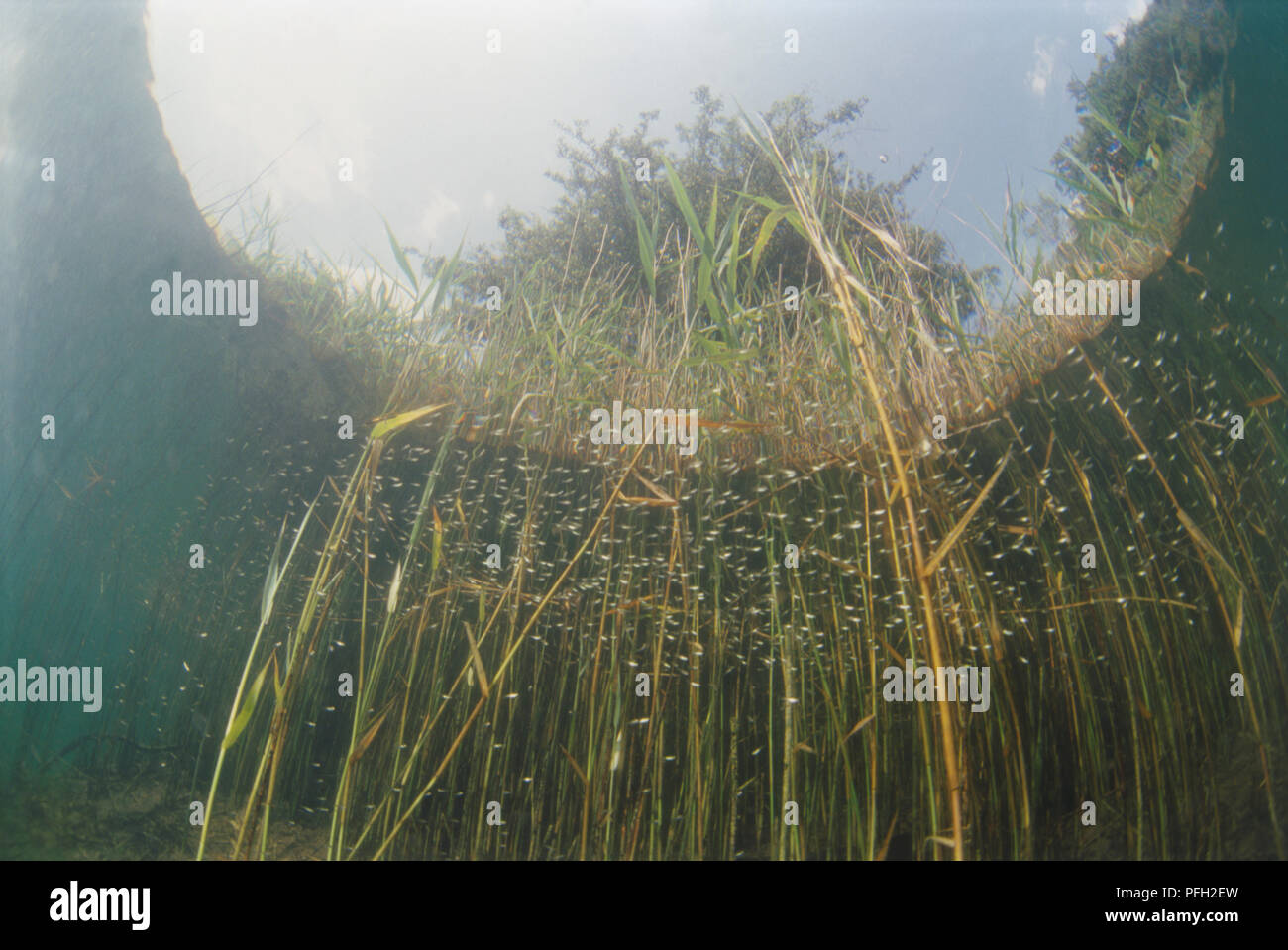 A swarm of newly hatched tiny fry and fingerling, juvenile fish, swim ...