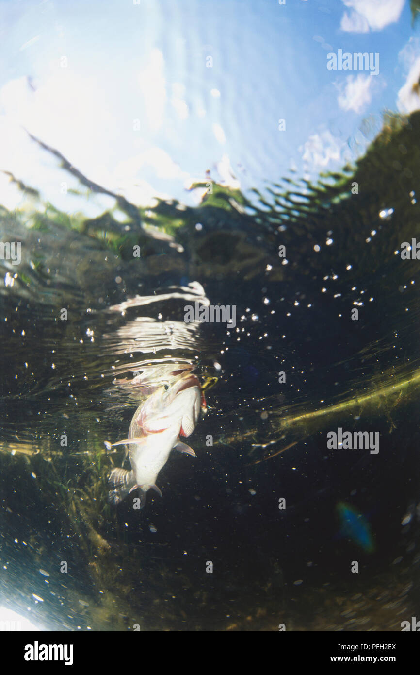 Underwater shot of a freshwater fish caught by a fishing hook Stock ...