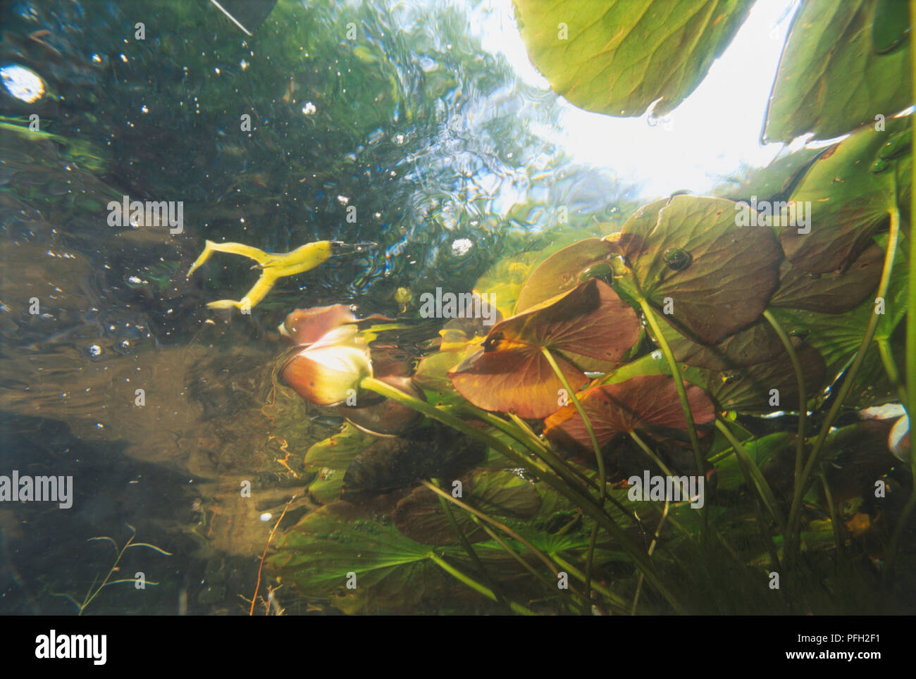 Underwater shot looking up to the surface with the sun shining through ...