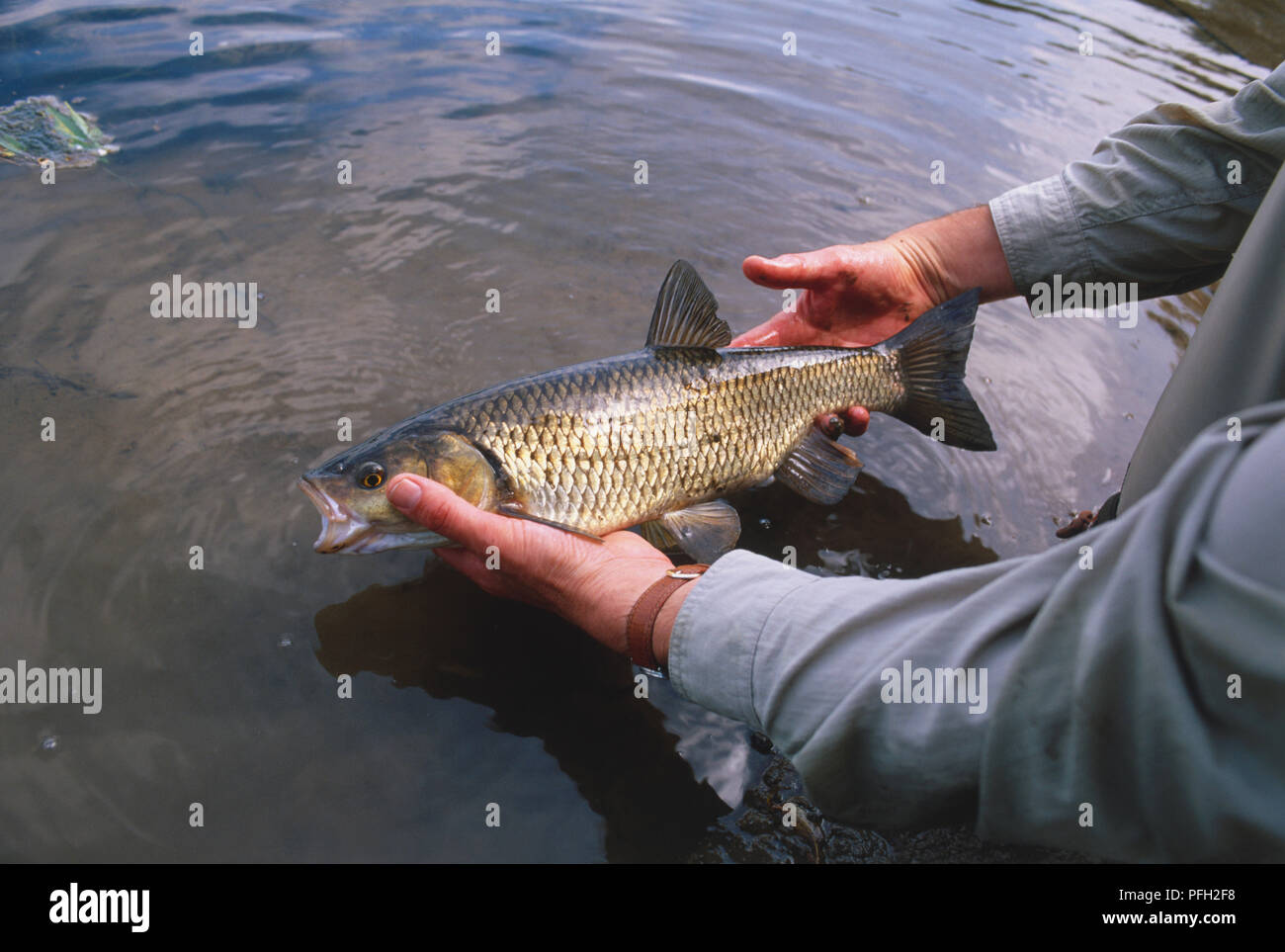 Man's hands holding a chub fish that was caught, grey silver fish with ...
