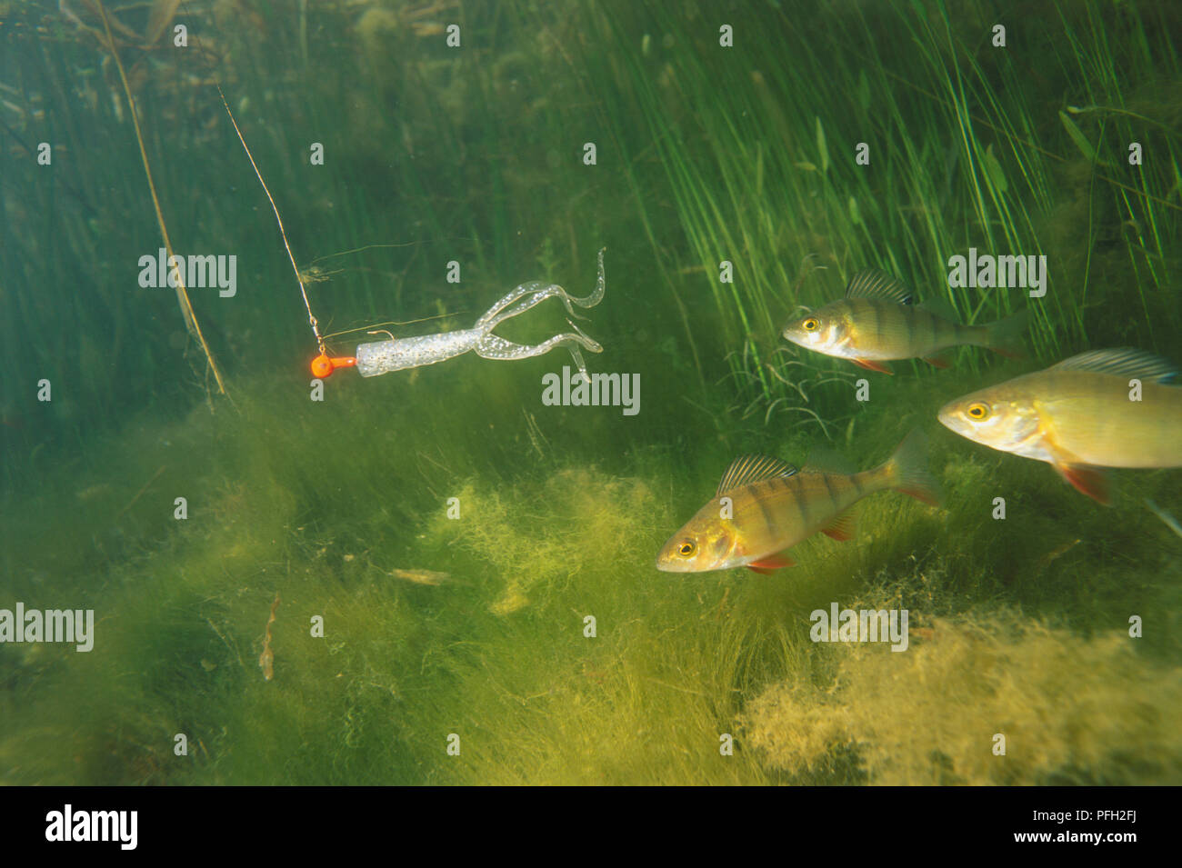 Chased by animals hi-res stock photography and images - Alamy