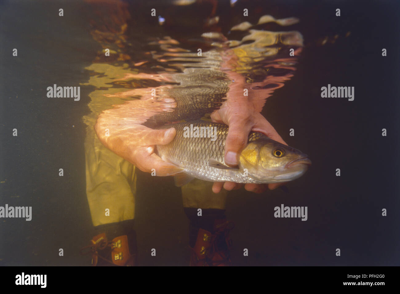 Man holding a fish underwater with his legs in the background Stock ...