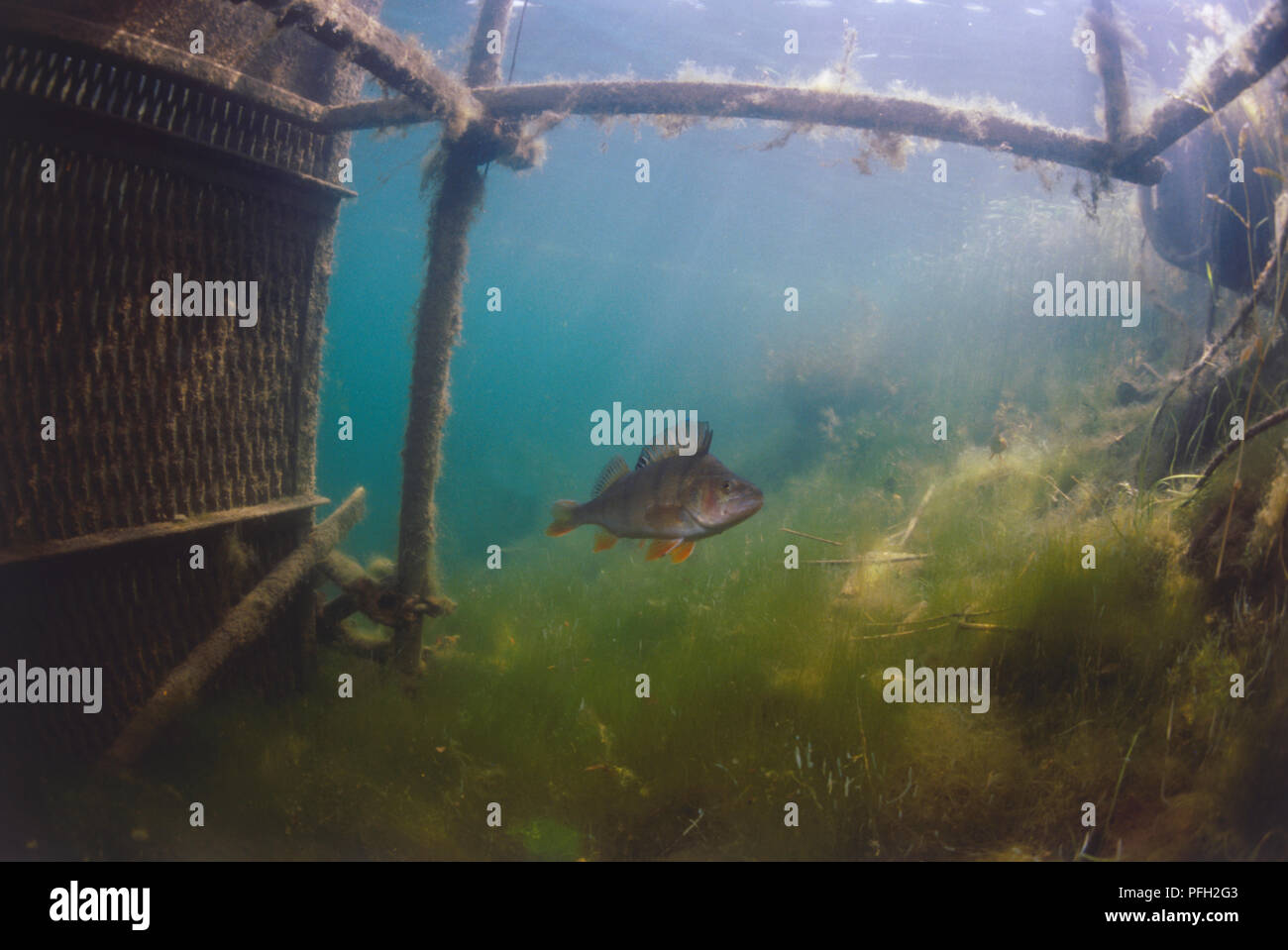 Underwater shot of a perch swimming in green murky water beneath a ...