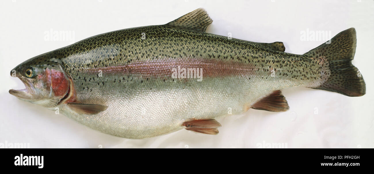 Rainbow trout, side view Stock Photo - Alamy