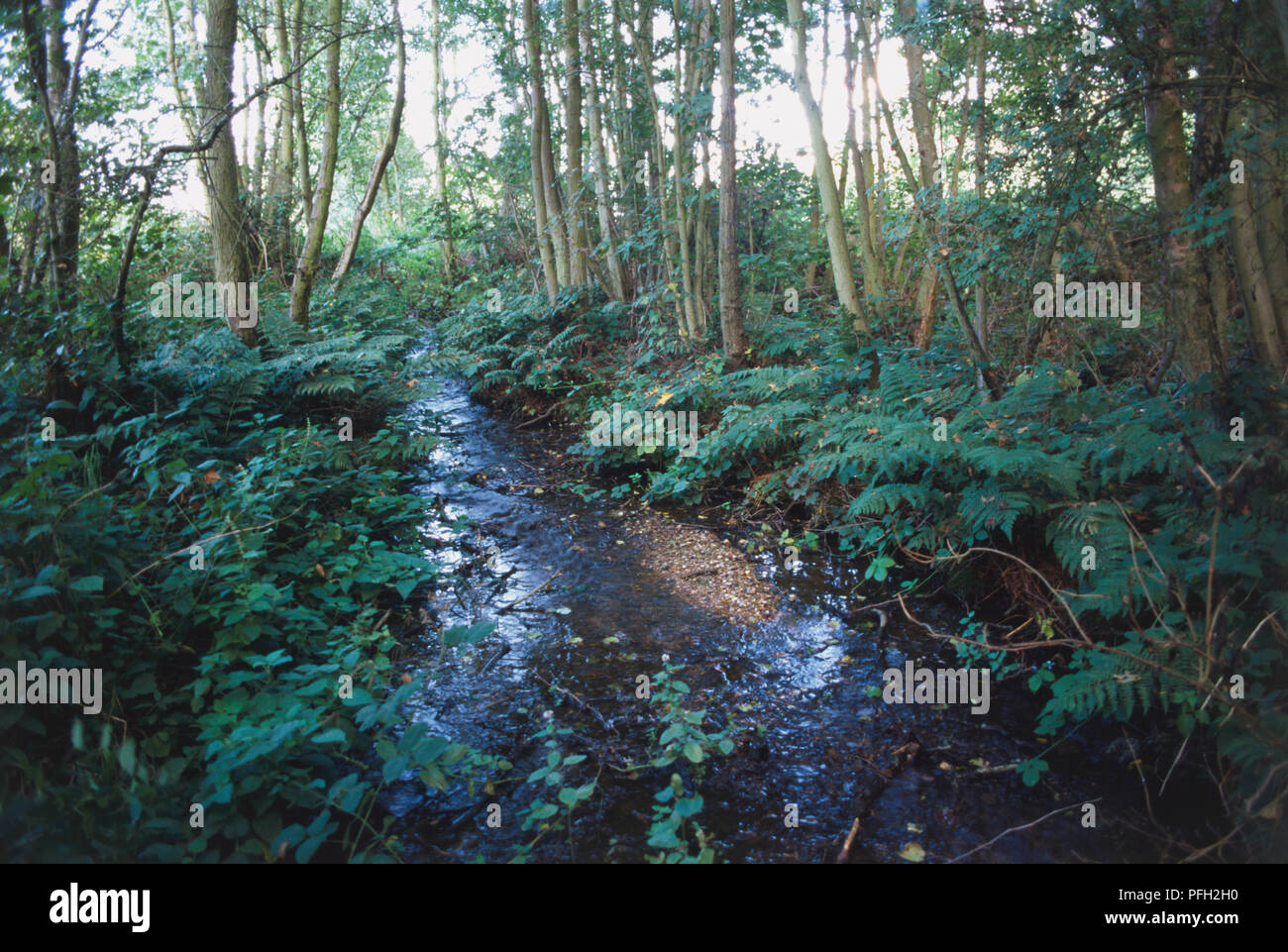 Small rocky stream flowing through a forest with lush undergrowth Stock ...