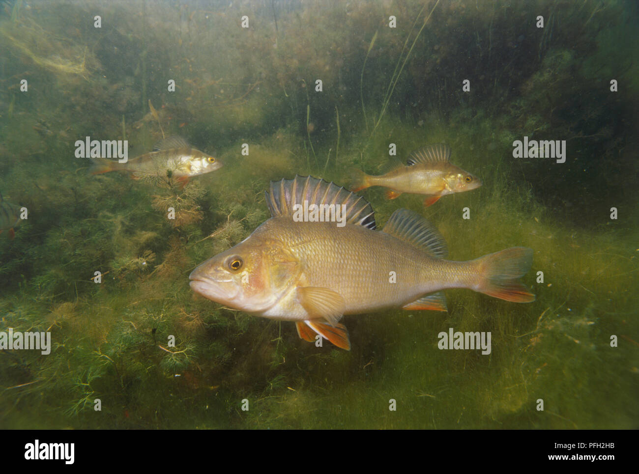 Young perch fish hi-res stock photography and images - Alamy