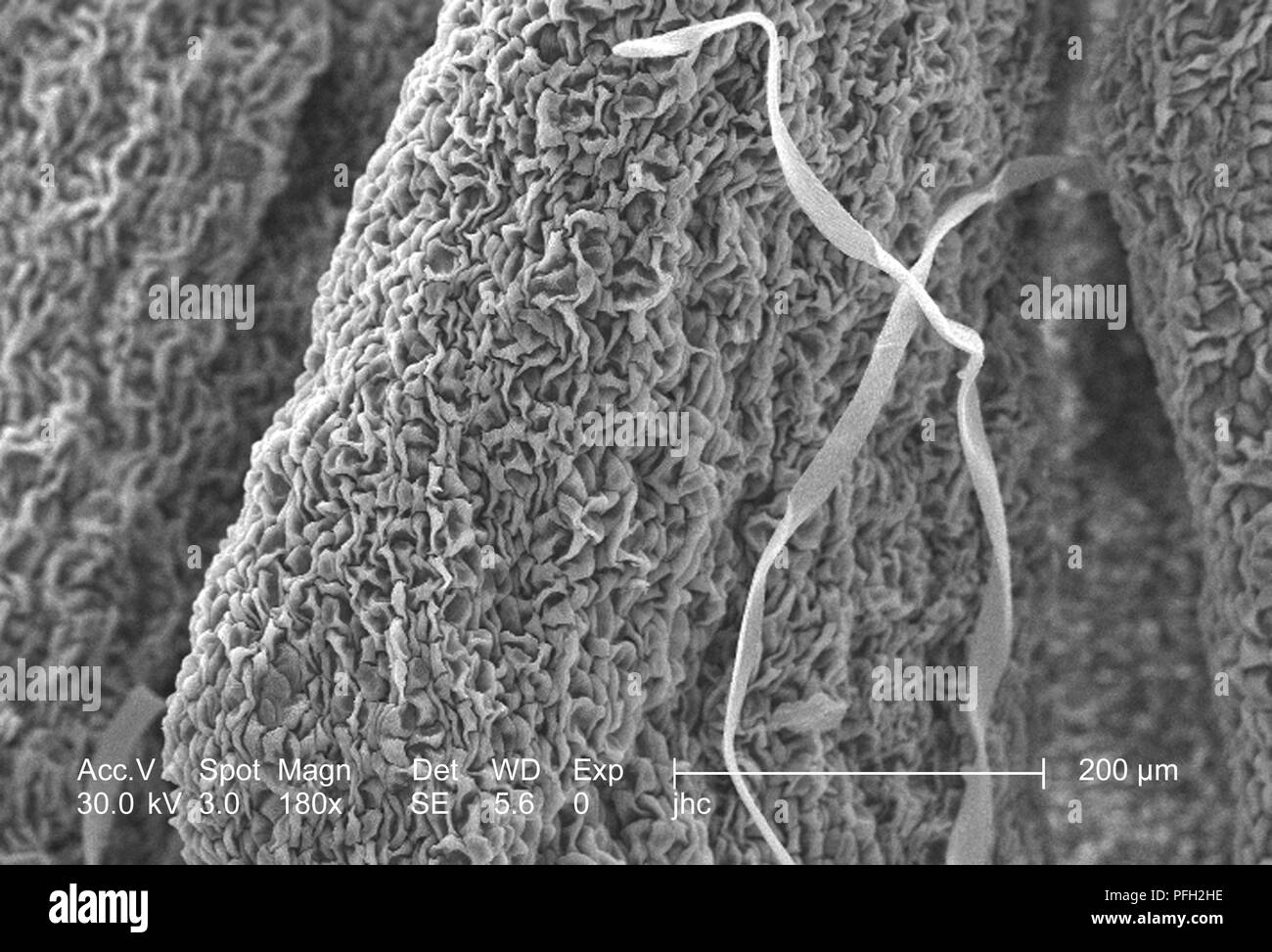 Ultrastructural details on the surface of a 'crimson clover', Trifolium ...