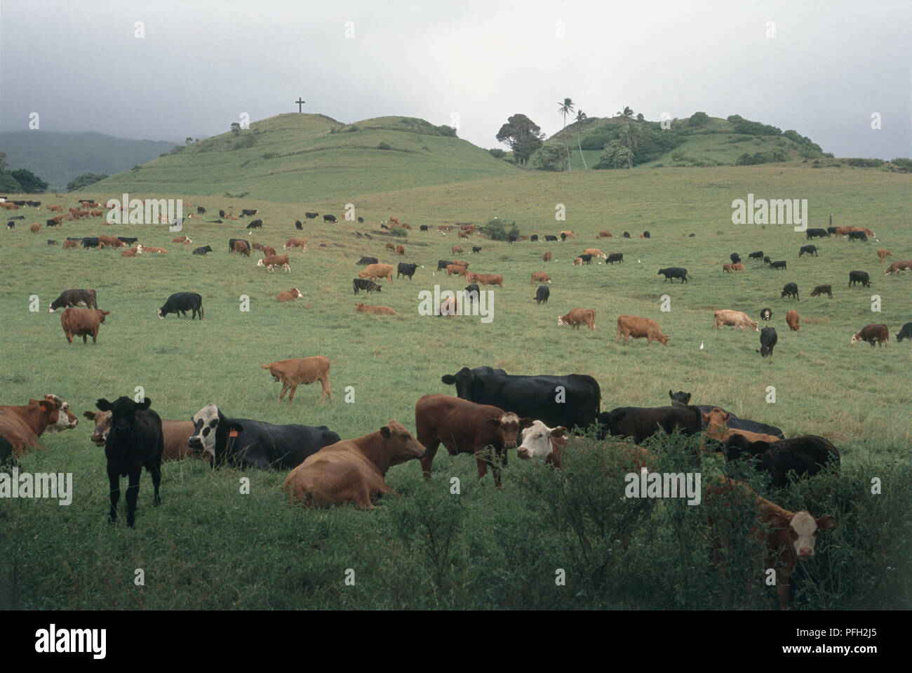 Cattle grazing hawaii hi-res stock photography and images - Alamy