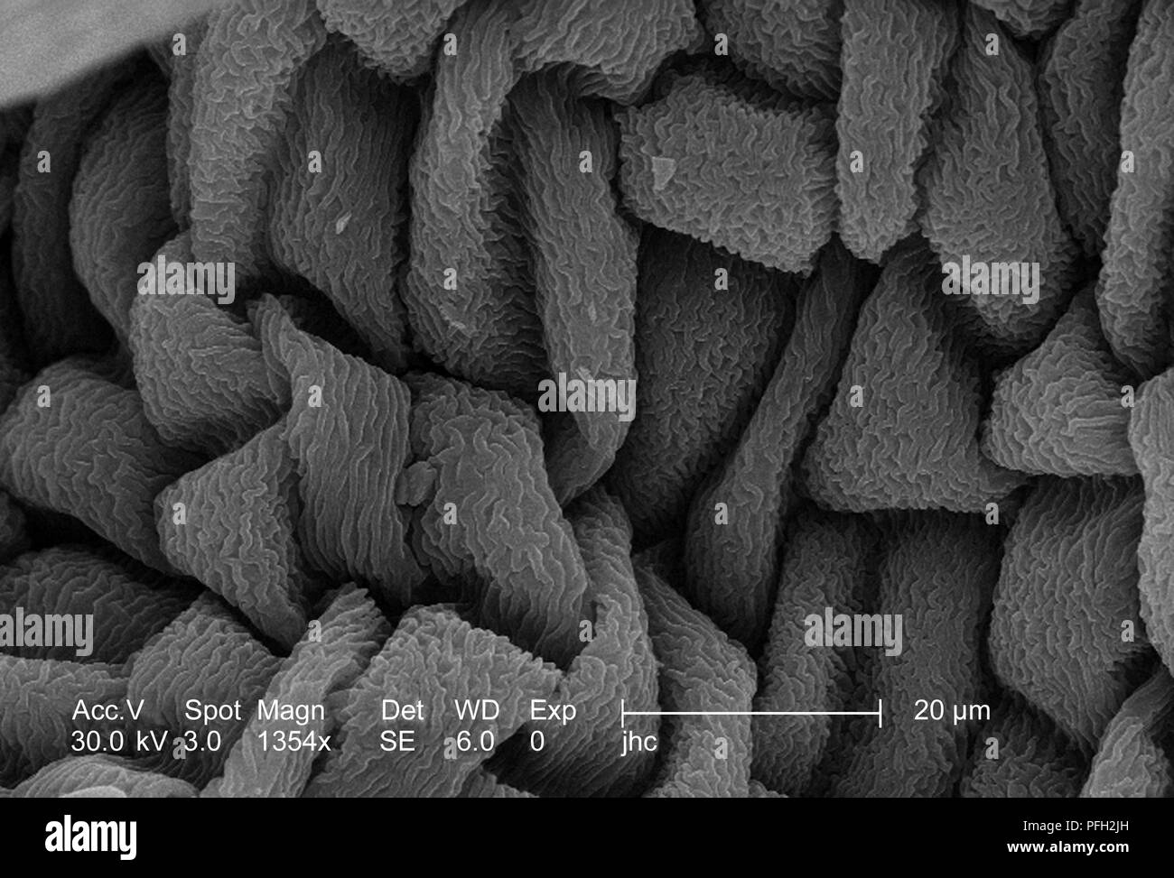 Ultrastructural details on the surface of a 'crimson clover', Trifolium ...