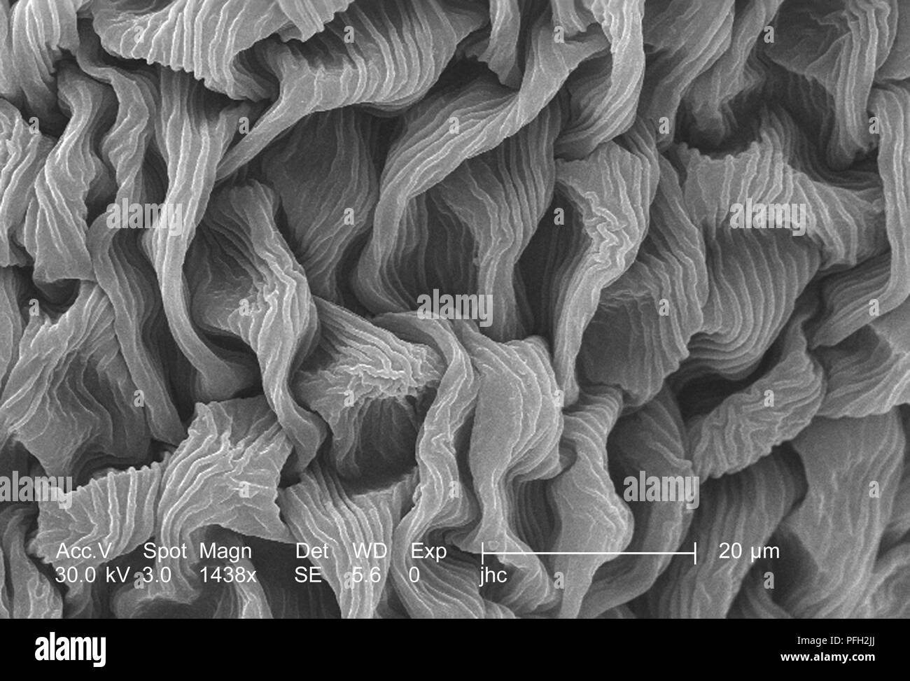Microscopic flower Black and White Stock Photos & Images - Alamy