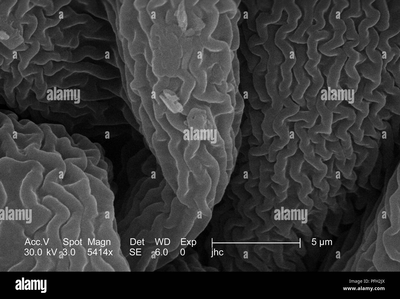 Ultrastructural details on the surface of a 'crimson clover', Trifolium ...