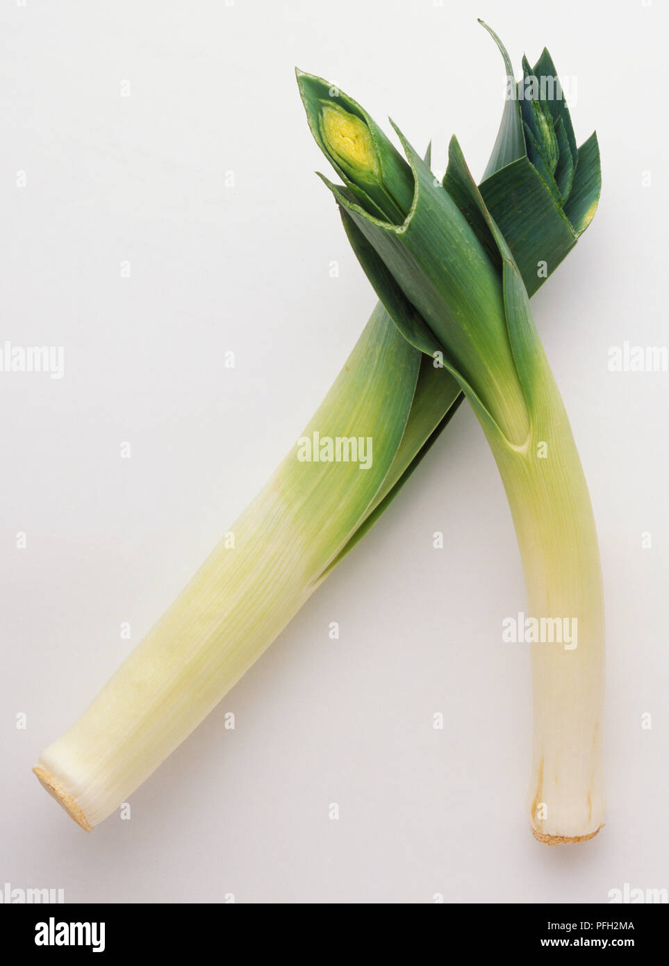Allium porrum, two Leeks, one crossing over the other, whitish yellow ...