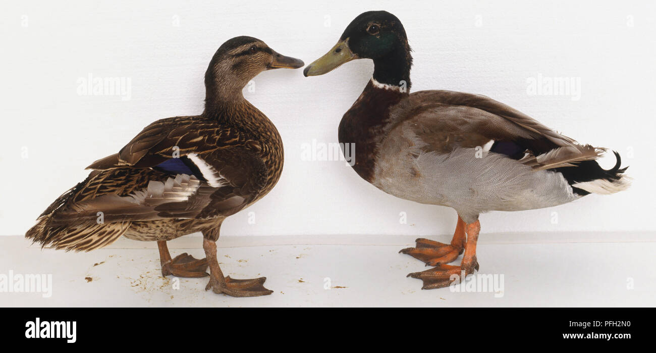 Mallard, Anas platyrhynchos, 2 mallards standing face to face with each ...