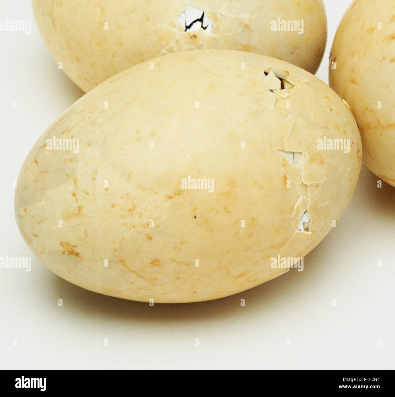 Maned duck eggs showing different stages of pipping Stock Photo - Alamy