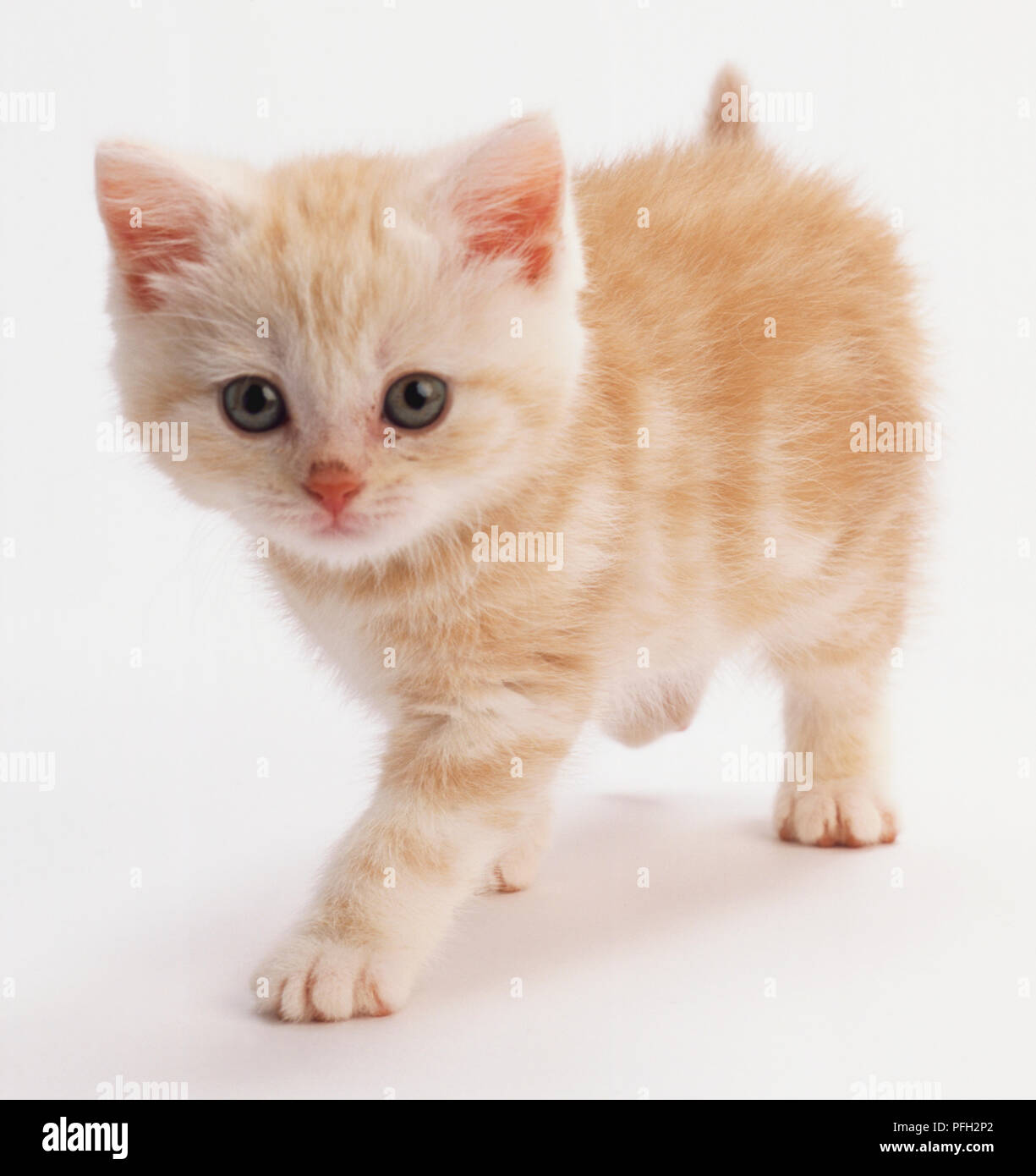 Ginger kitten with tabby markings, thick fluffy fur, walking forward ...