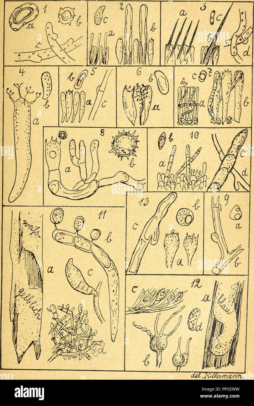 This botanical journal publishes research on various plant species ...