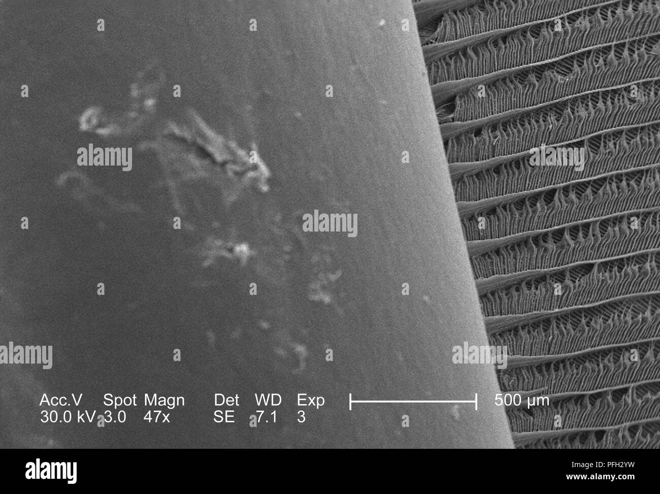 Ultrastructural details of unidentified feathers revealed in the 47x ...