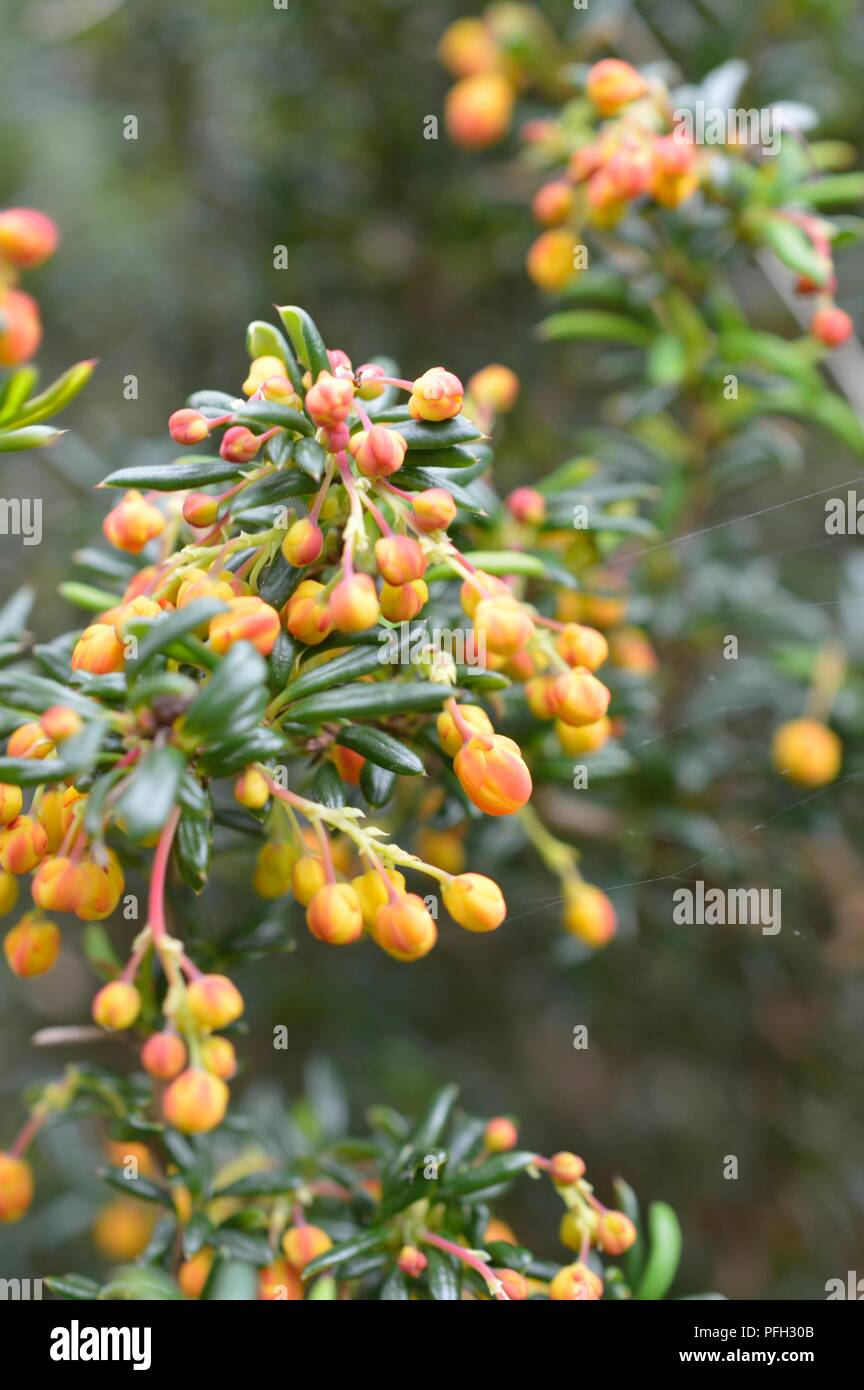 Berberis x stenophylla Stock Photo - Alamy