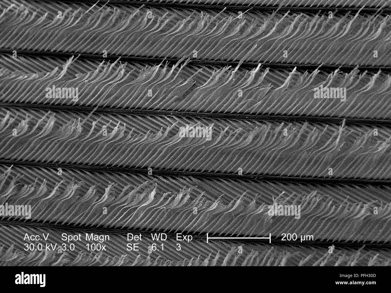 Ultrastructural details of unidentified feathers revealed in the 100x ...
