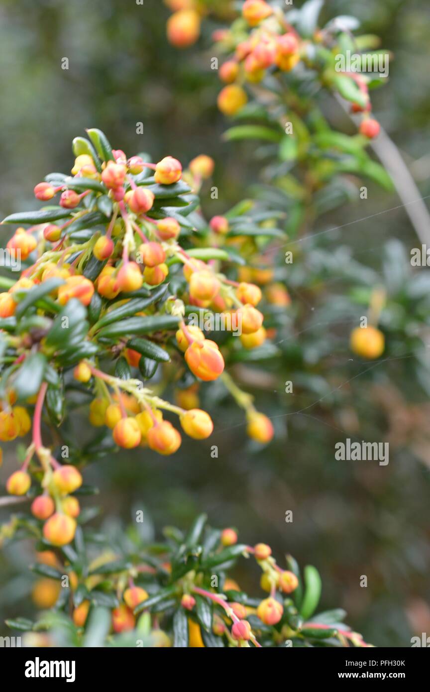 Berberis x stenophylla hi-res stock photography and images - Alamy