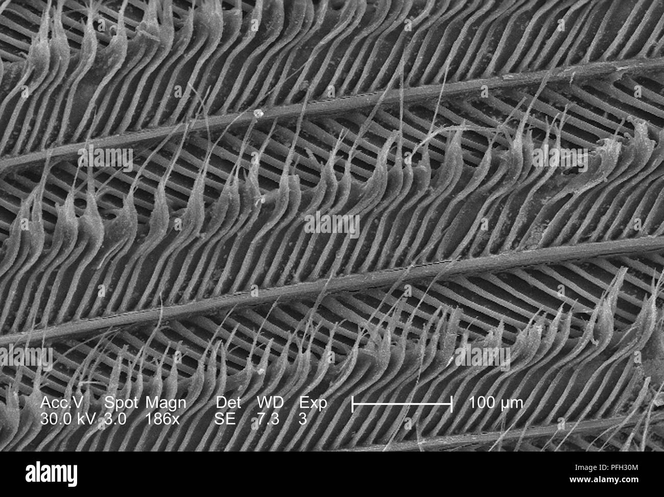 Ultrastructural details of unidentified feathers revealed in the 186x ...