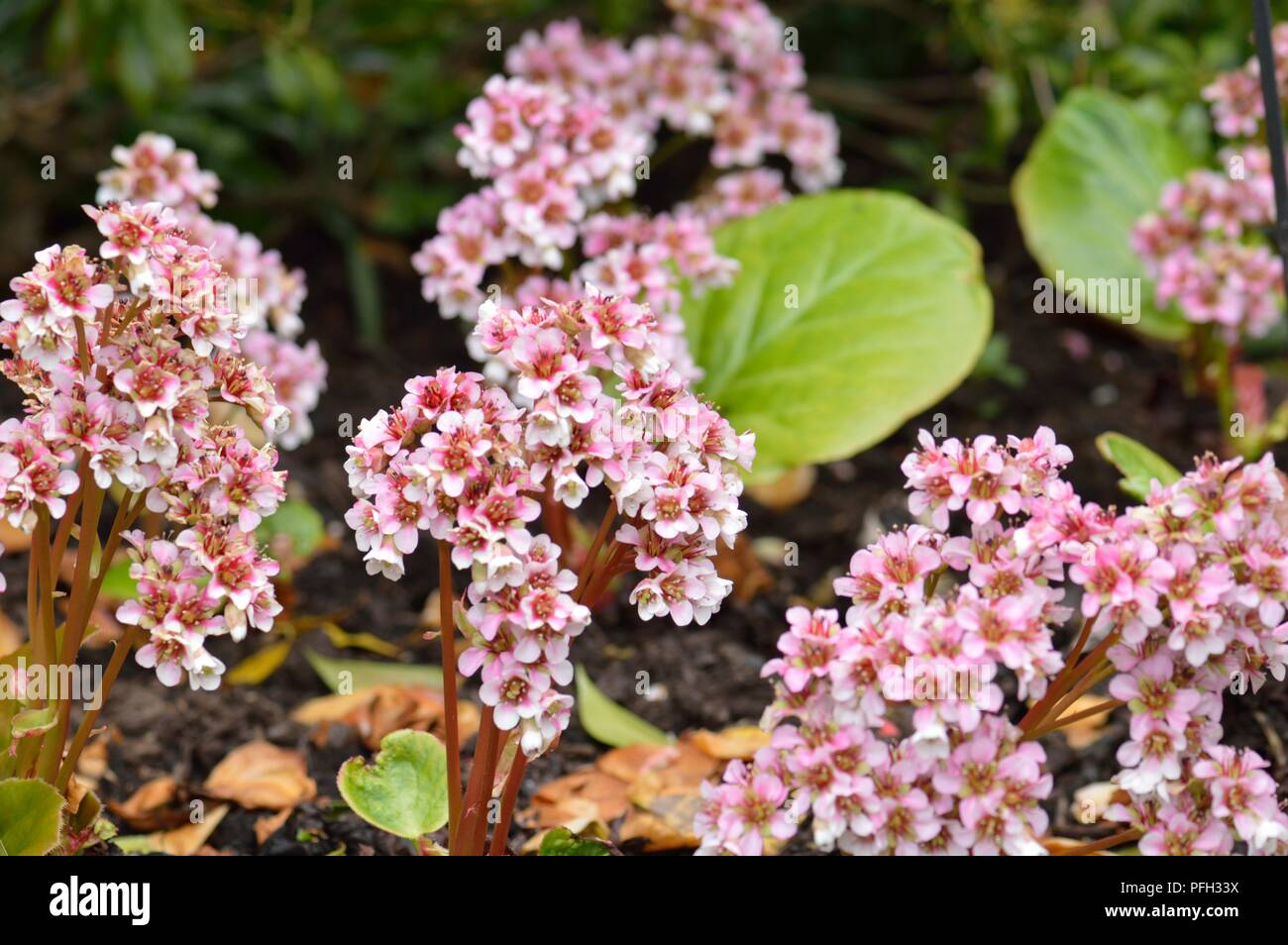 Ligulata hi-res stock photography and images - Alamy
