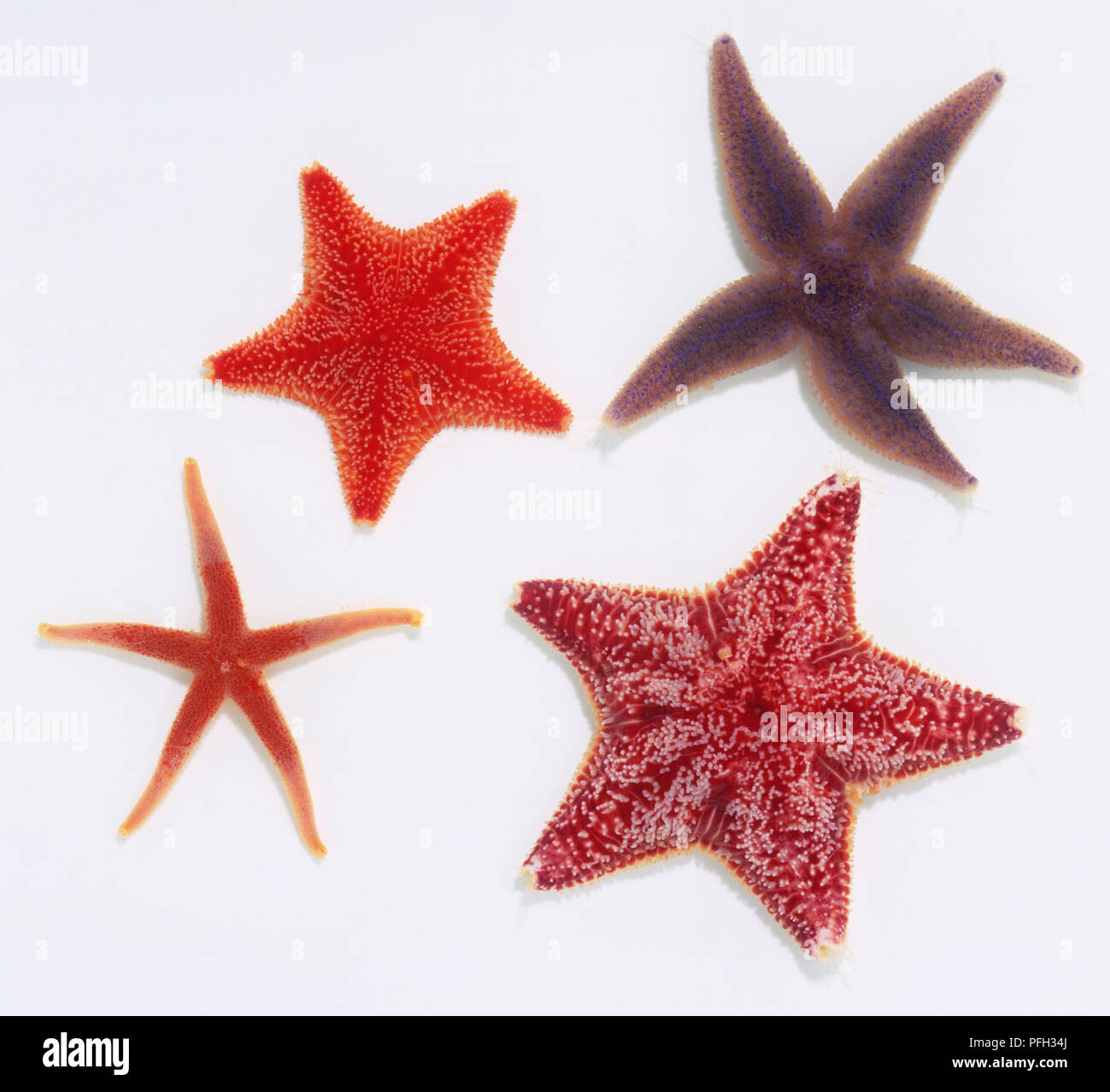 Selection of Starfish (Asteroidea), Bloody Henry Starfish, Red Cushion ...