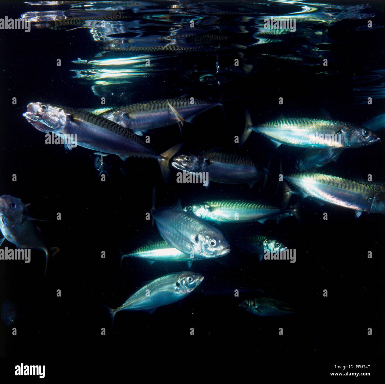 Shoal of Mackerels (Scombridae Stock Photo - Alamy